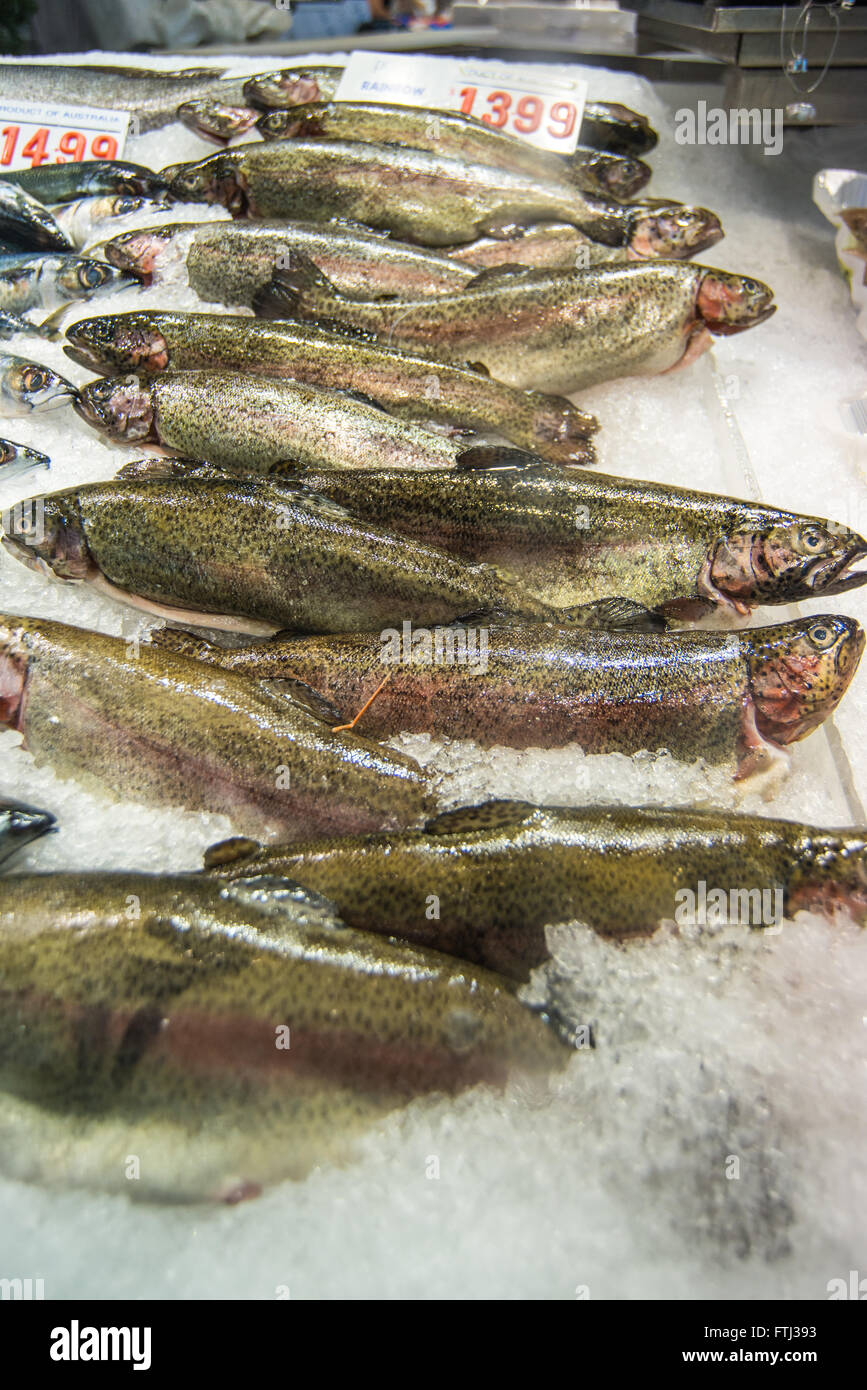 Saltwater eel hi-res stock photography and images - Alamy