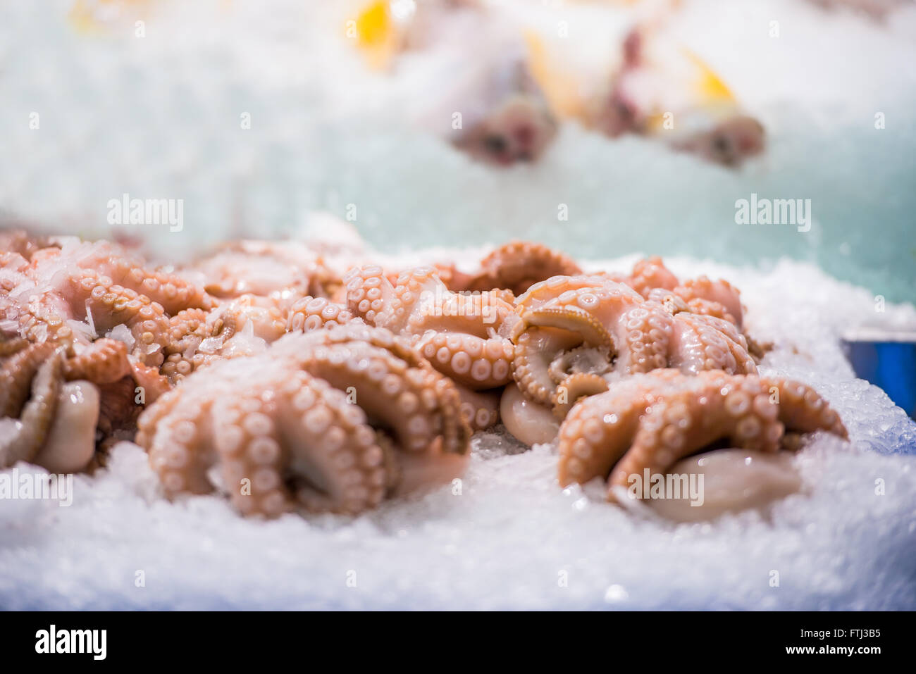 Sydney octopus hi-res stock photography and images - Alamy