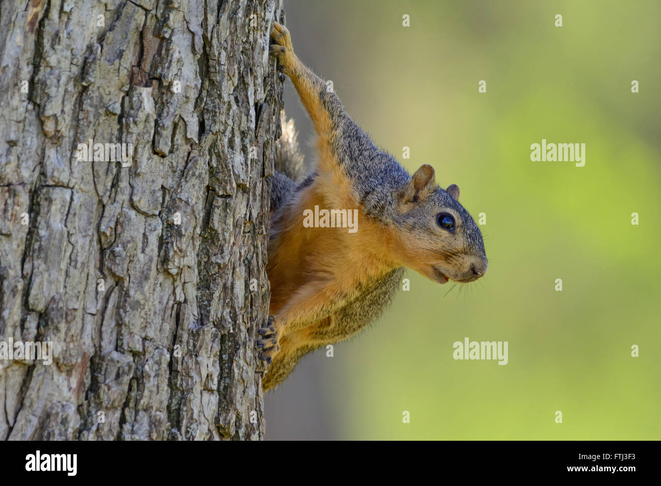 Fox Squirrel on side of tree looking toward right of frame. Green ...