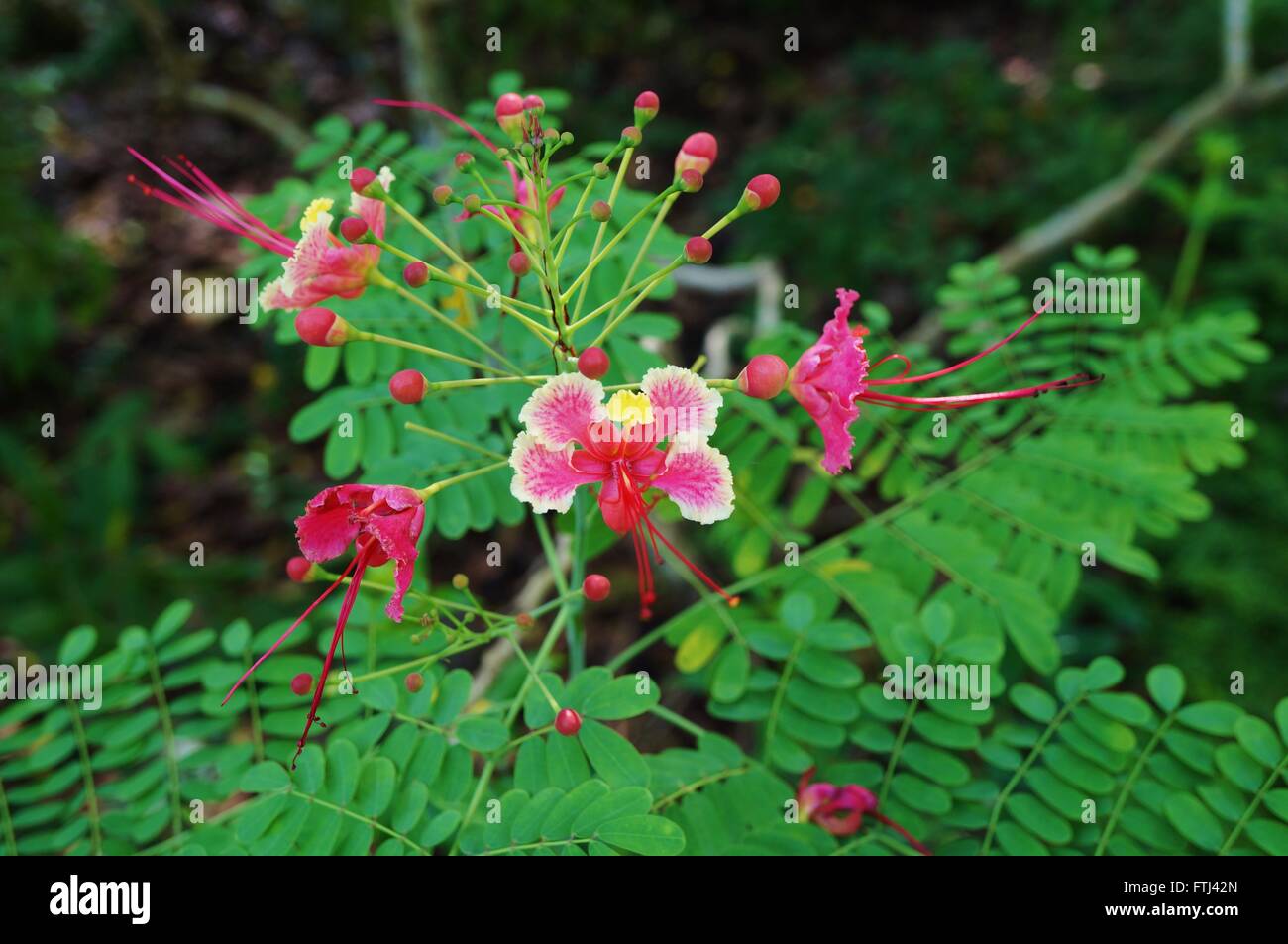 Caesalpinia Pulcherrima flowers, a tropical plant also called Poinciana Stock Photo - Alamy
