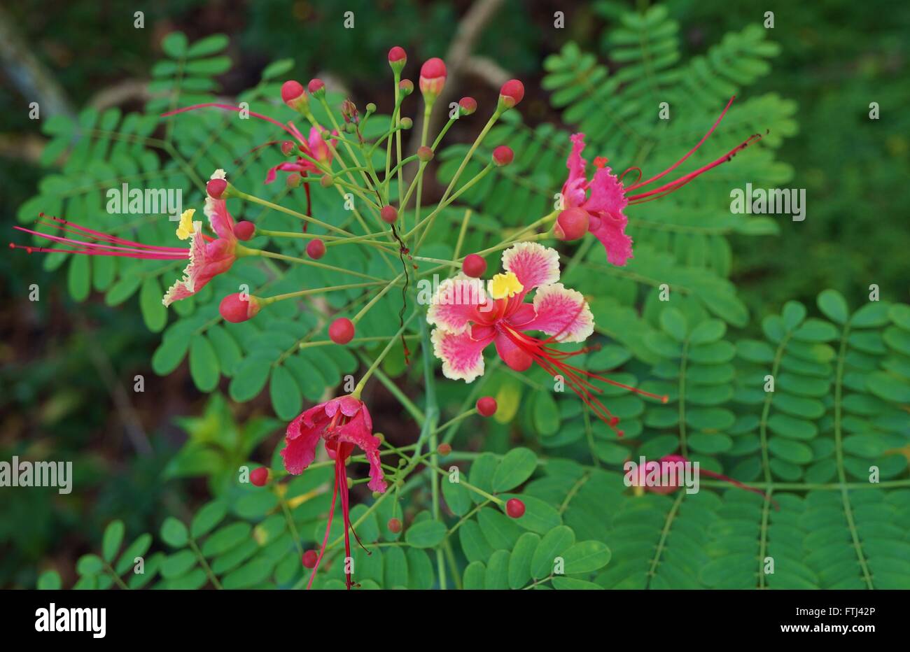 Caesalpinia hi-res stock photography and images - Alamy