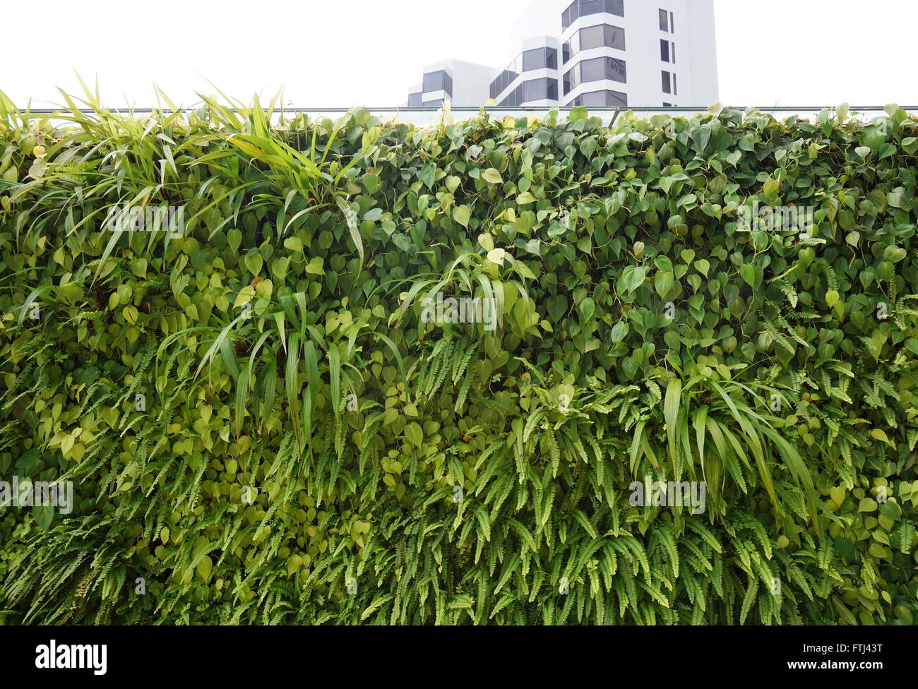 A living green planted wall (vertical garden) in front of buildings in ...