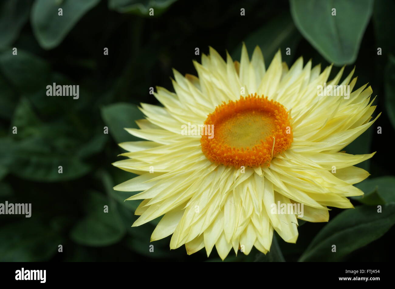 Yellow straw flowers (xerochrysum bracteatum Stock Photo - Alamy