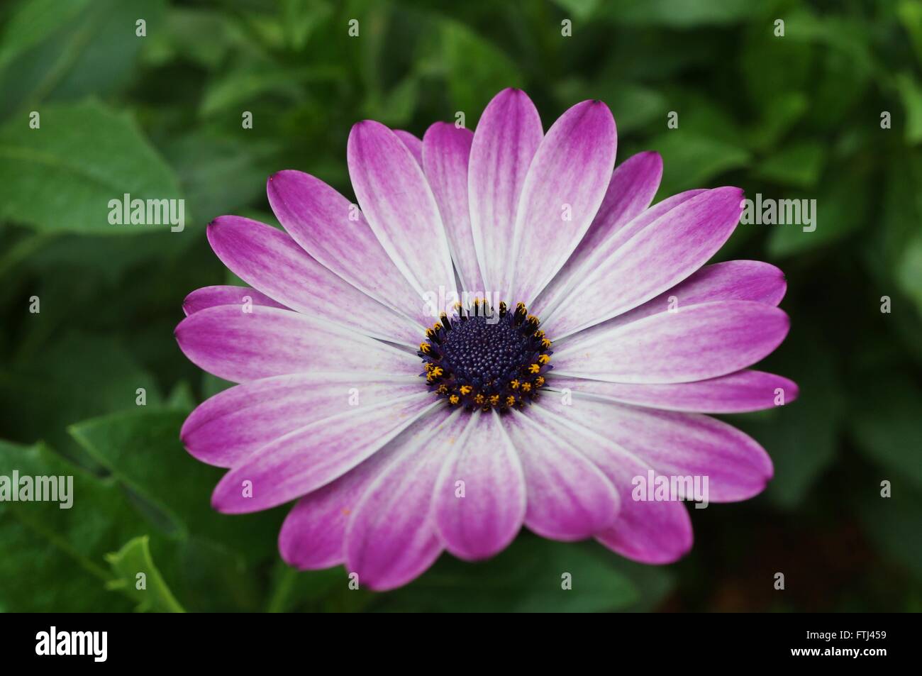 Pink flower african daisy hi-res stock photography and images - Alamy