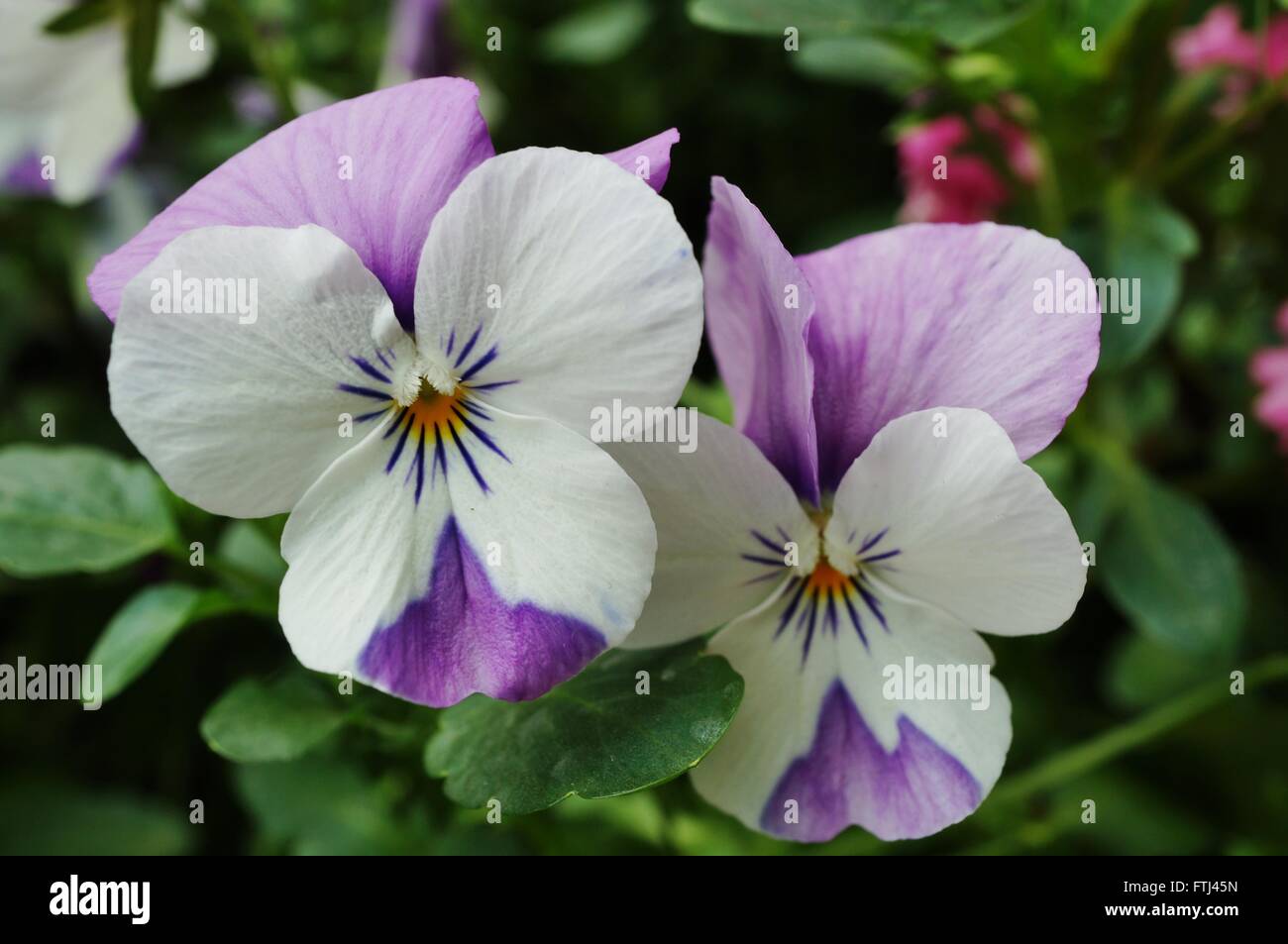 Johnny jump up flower hi-res stock photography and images - Alamy