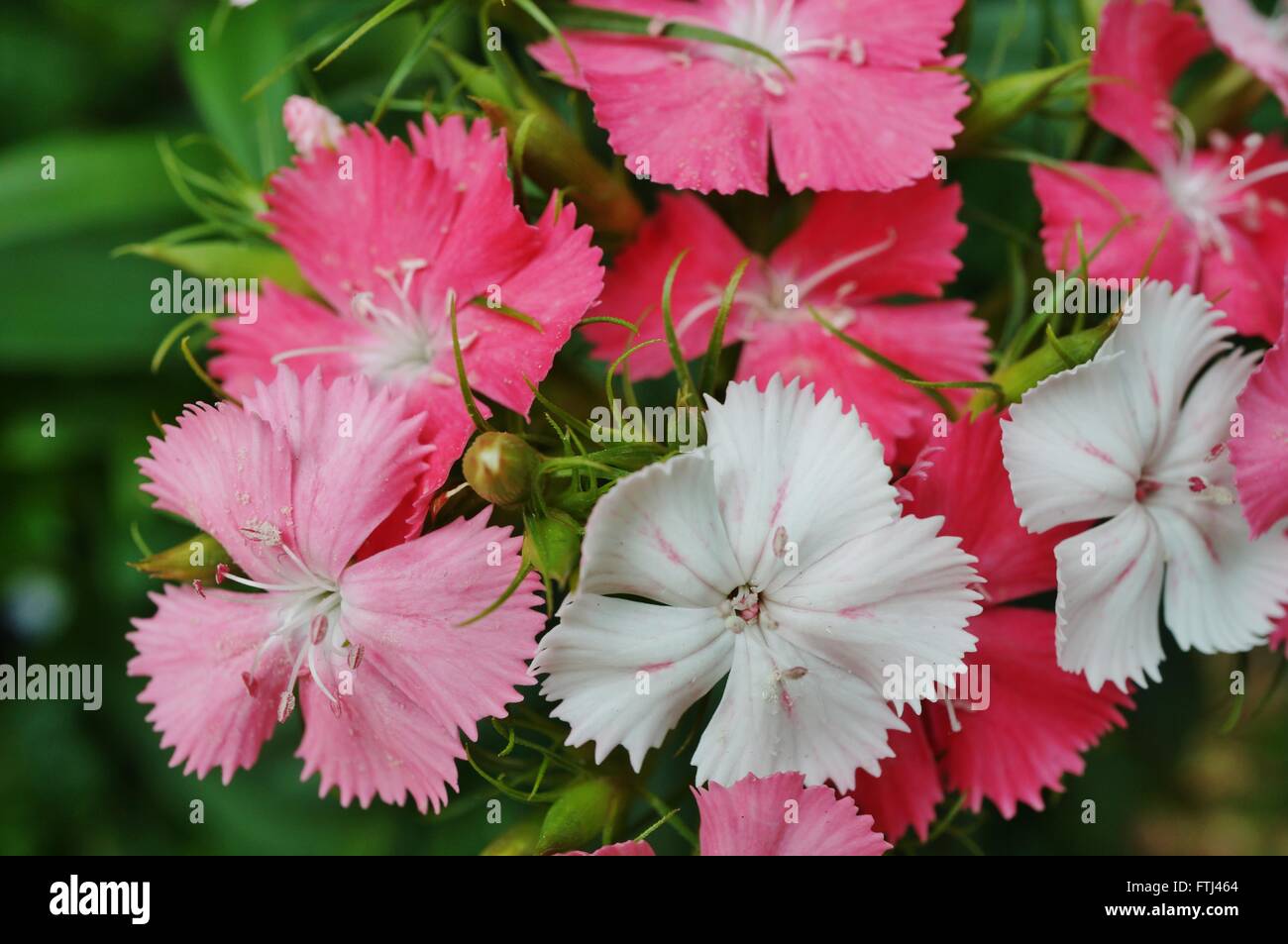 Pink and white Sweet William dianthus flowers Stock Photo - Alamy