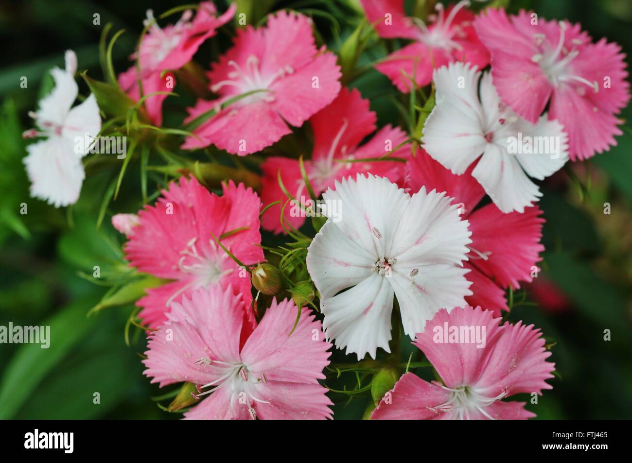 Pink and white Sweet William dianthus flowers Stock Photo - Alamy