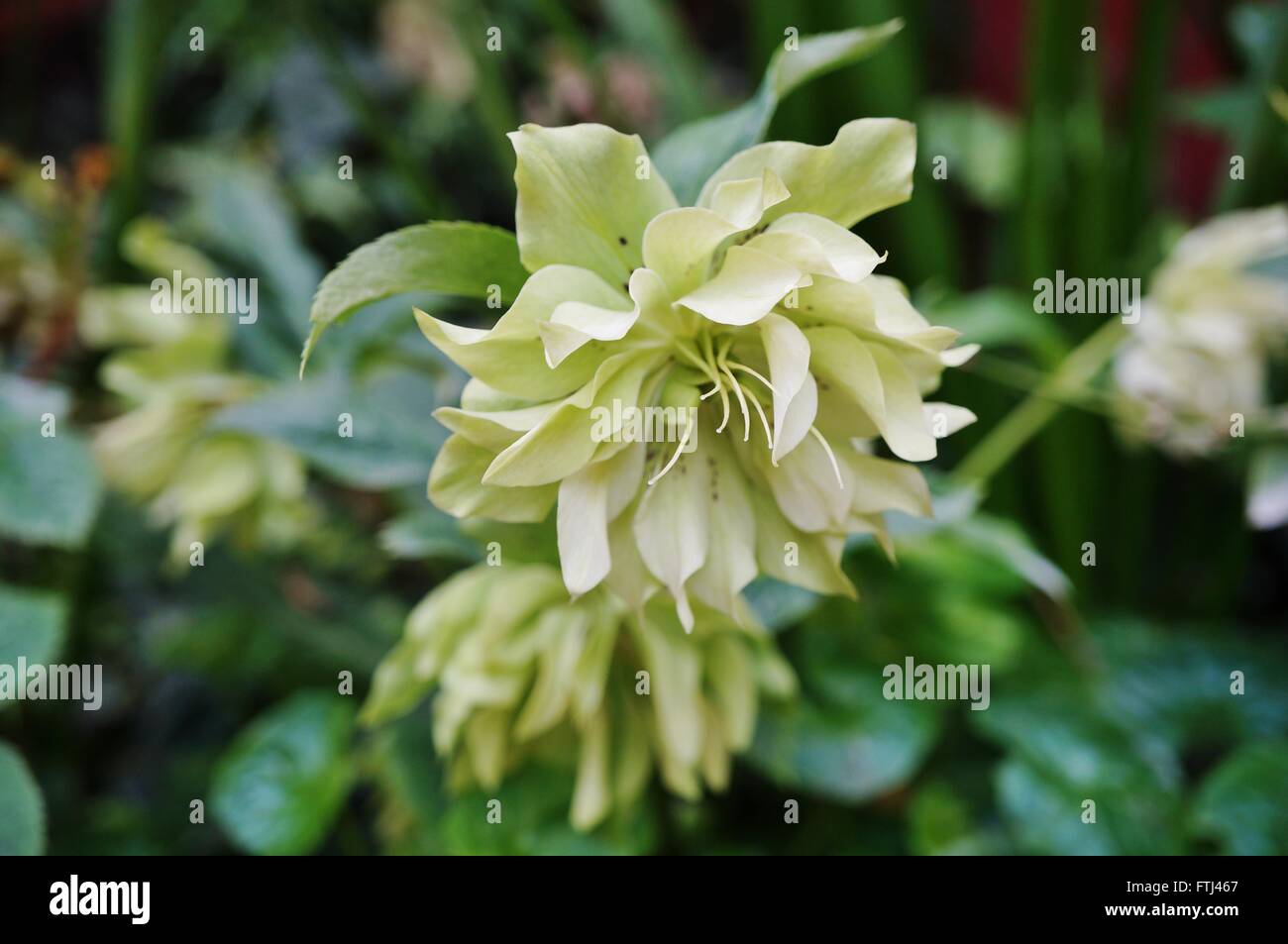 Double white lenten rose hi-res stock photography and images - Alamy