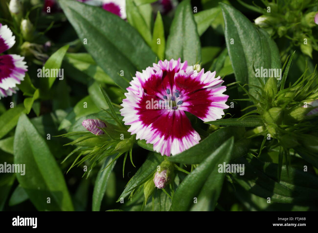 Pink and white Sweet William dianthus flowers Stock Photo - Alamy