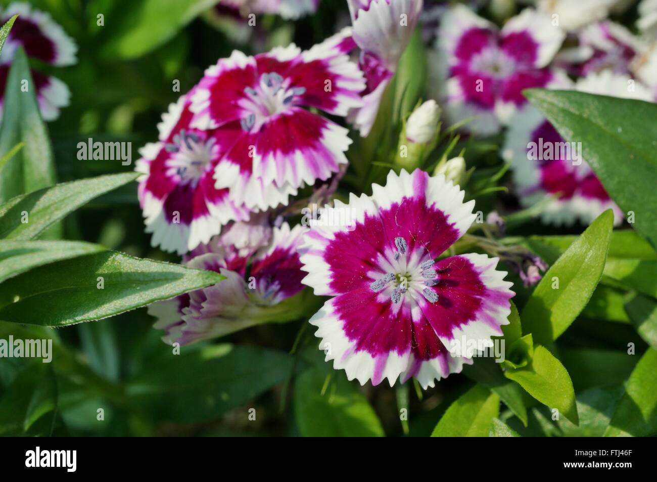 Dianthus hi-res stock photography and images - Alamy