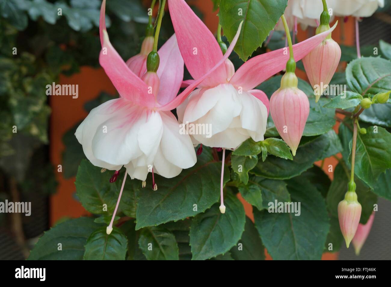 White fuchsia hi-res stock photography and images - Alamy