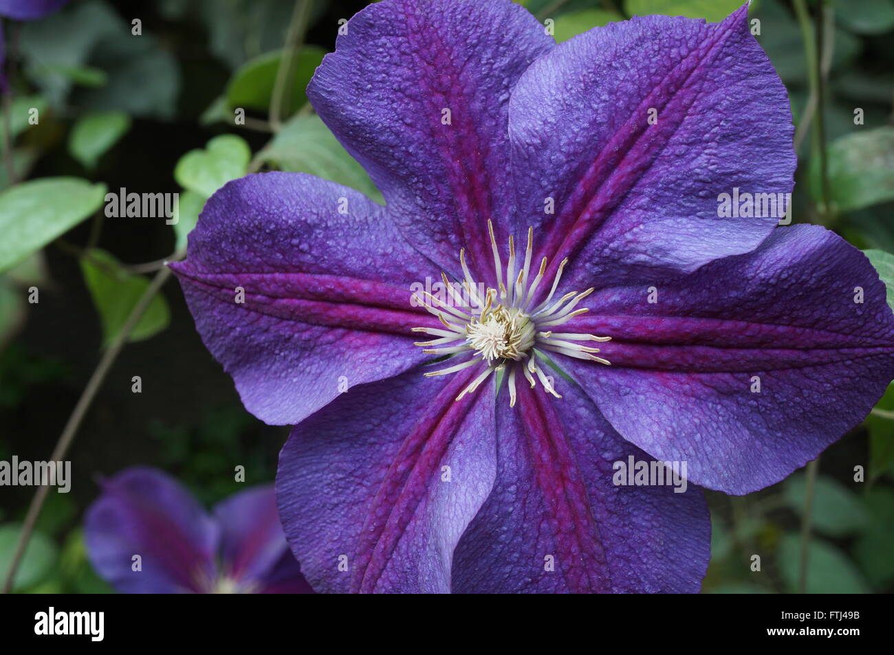 Six petal flower hi-res stock photography and images - Alamy