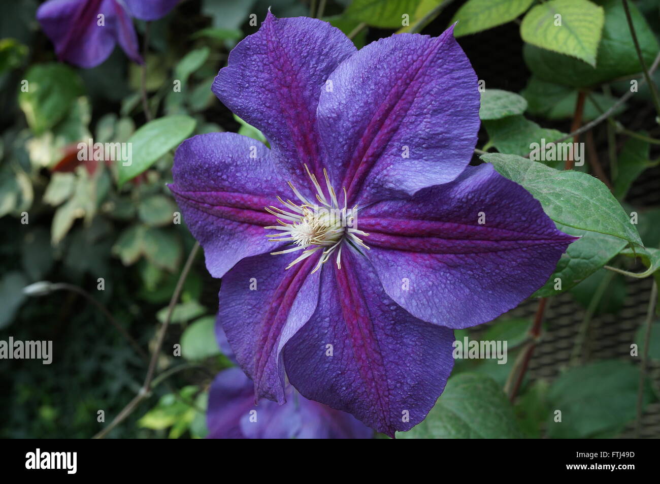 Six Petal Flower Hi res Stock Photography And Images Alamy