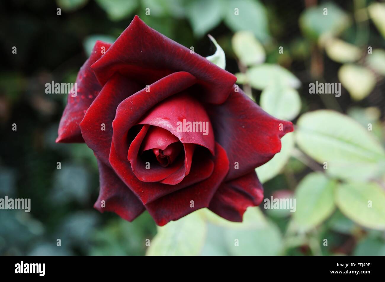 Dark red rose flower in bloom Stock Photo - Alamy
