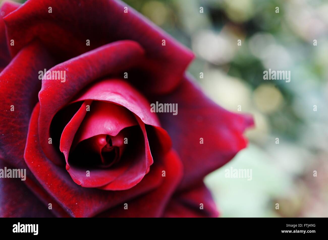 Dark red rose flower in bloom Stock Photo - Alamy