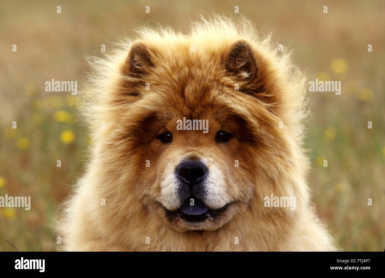 Close up of Chow Chow dog. Head shot. Smiling. Blue tongue is visible ...