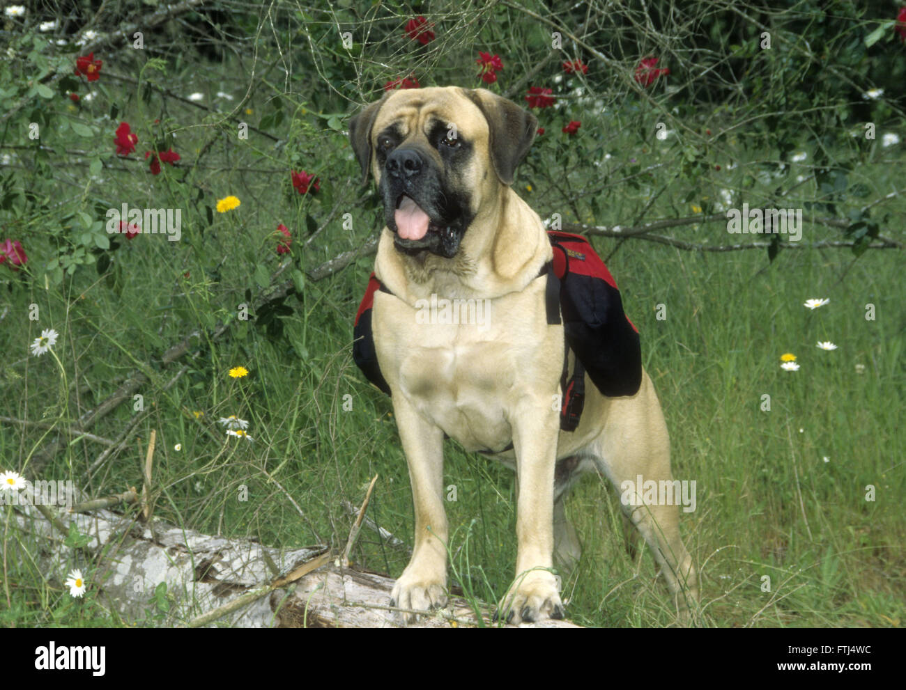 Dog standing on back legs hi-res stock photography and images - Alamy