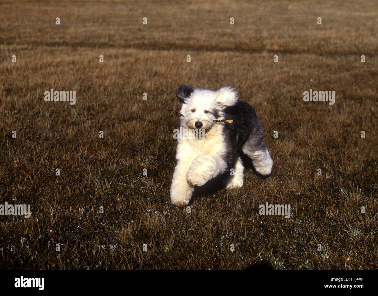 English Sheepdog running in field with stick in mouth Stock Photo - Alamy