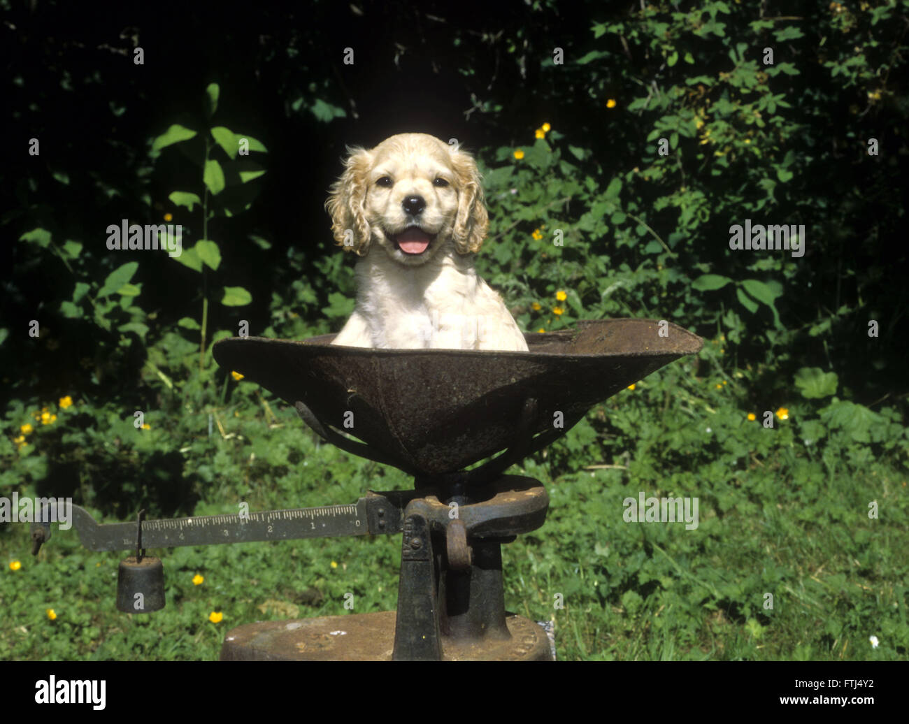 American Cocker Spaniel puppy with smile on face sitting in basket of ...