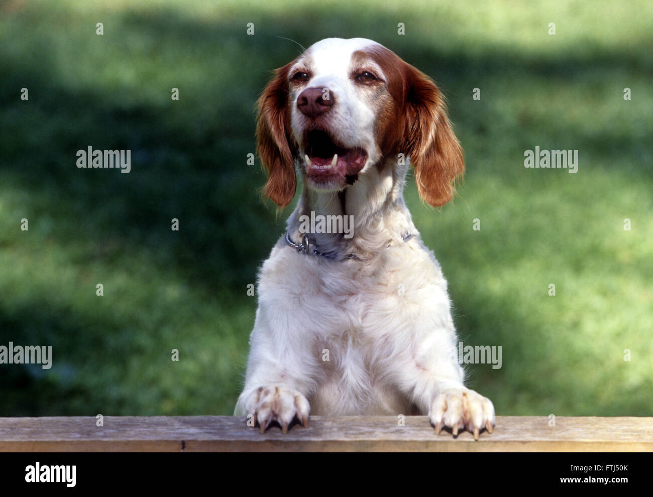 Brittany Spaniel dog with smile on face Stock Photo - Alamy