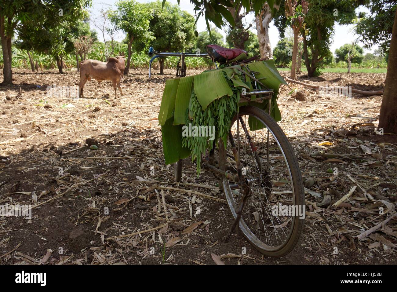 Bicycle used for transporting crops Stock Photo - Alamy