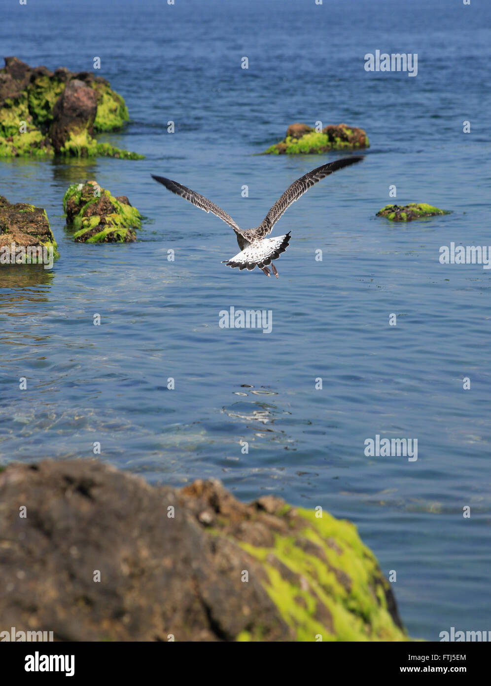Flying mew gull hi-res stock photography and images - Alamy