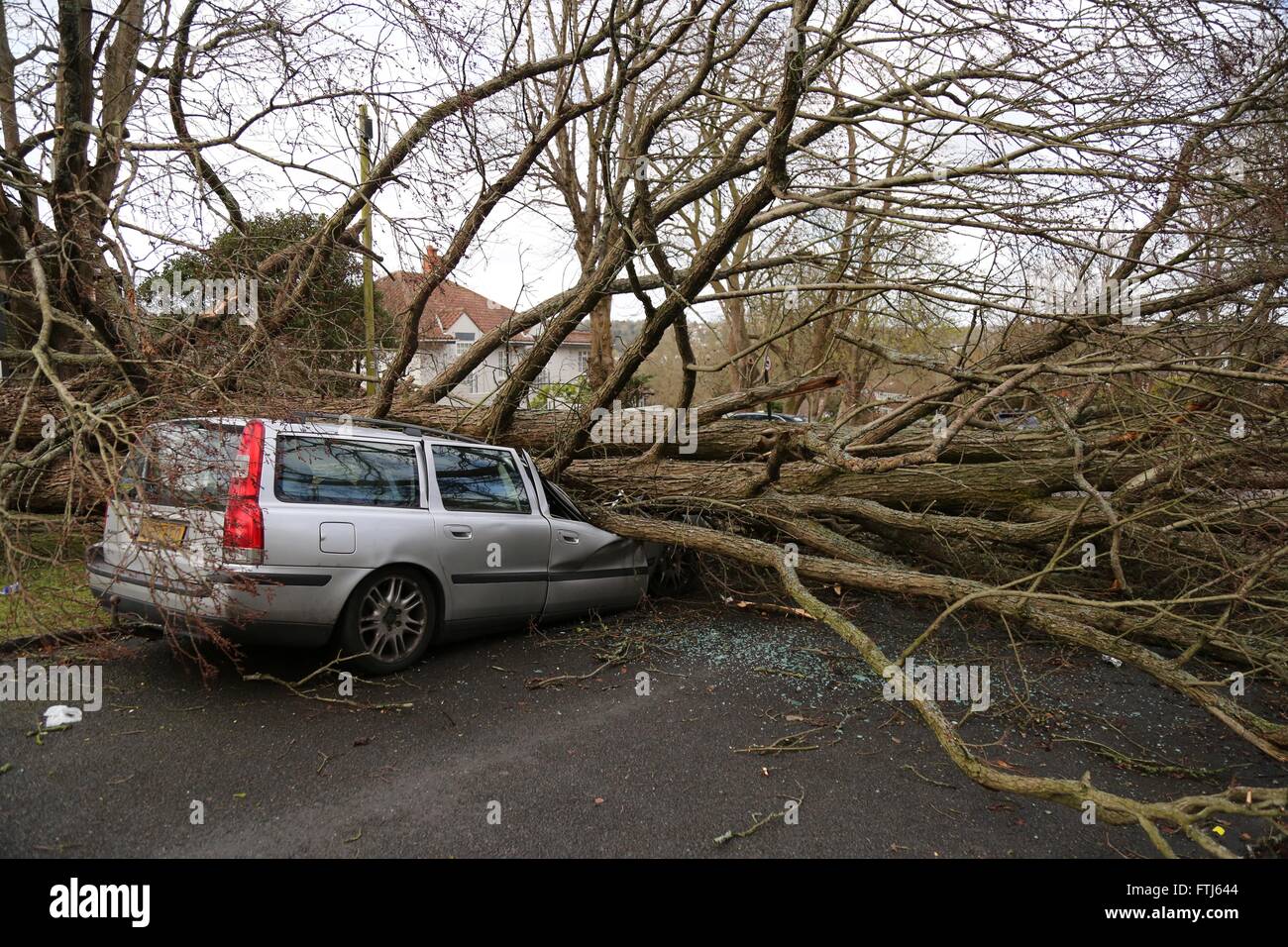 Volvo crushed fallen tree in hi-res stock photography and images - Alamy
