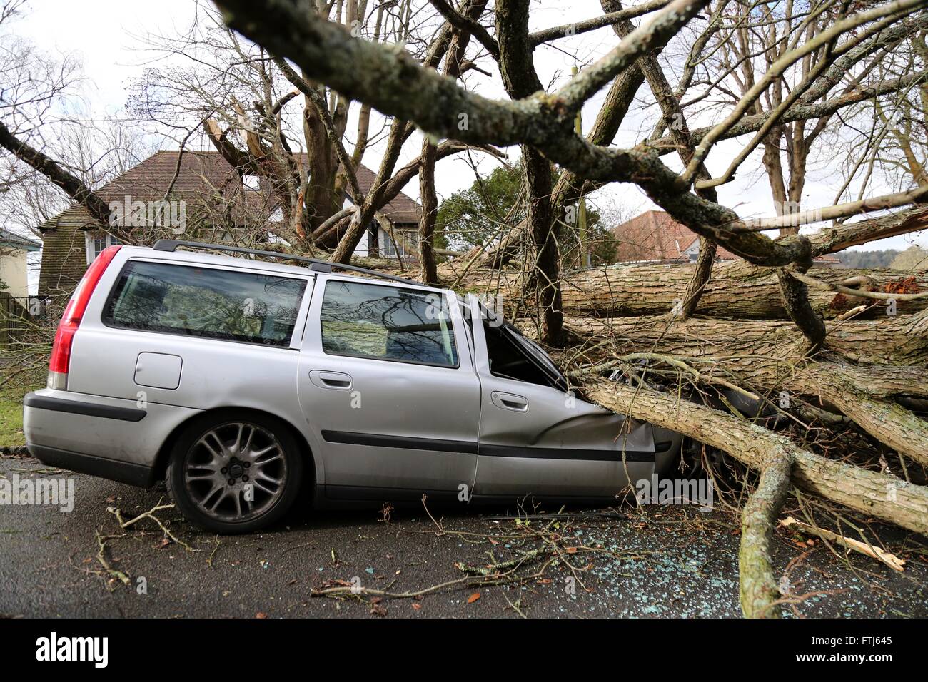 A Volvo is crushed by a fallen tree in Brighton, East Sussex after ...