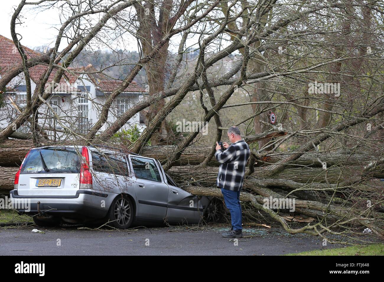 A Volvo is crushed by a fallen tree in Brighton, East Sussex after ...