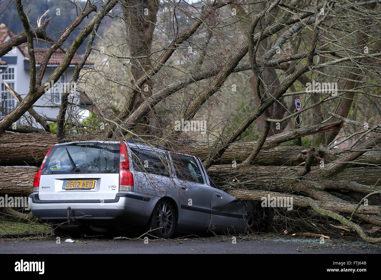 A Volvo is crushed by a fallen tree in Brighton, East Sussex after ...
