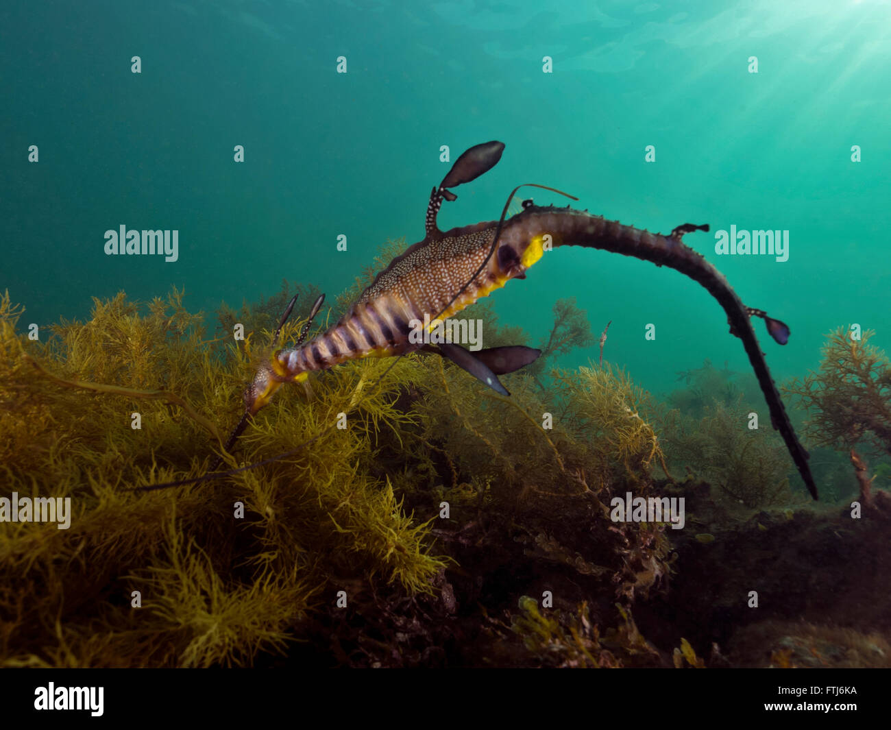Weedy Sea Dragon Flinders Pier Victoria Australia Natural Habitat Stock ...