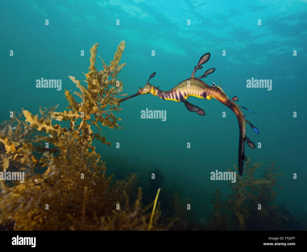 Weedy sea dragon hi-res stock photography and images - Alamy