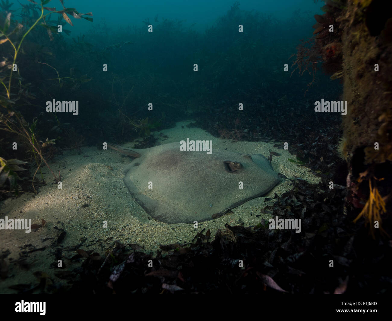 Australia stingray hi-res stock photography and images - Alamy