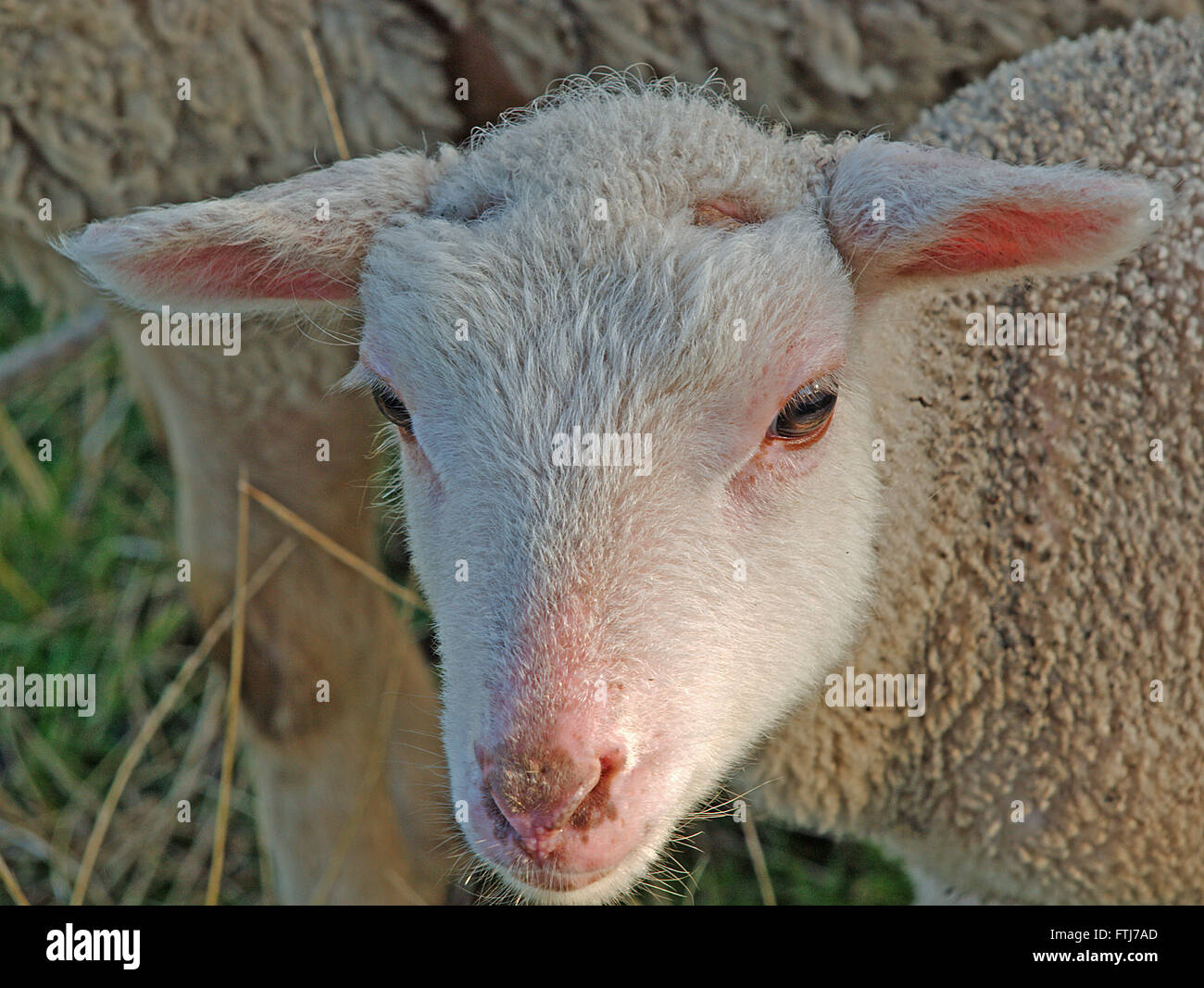The face of a sheep Stock Photo - Alamy