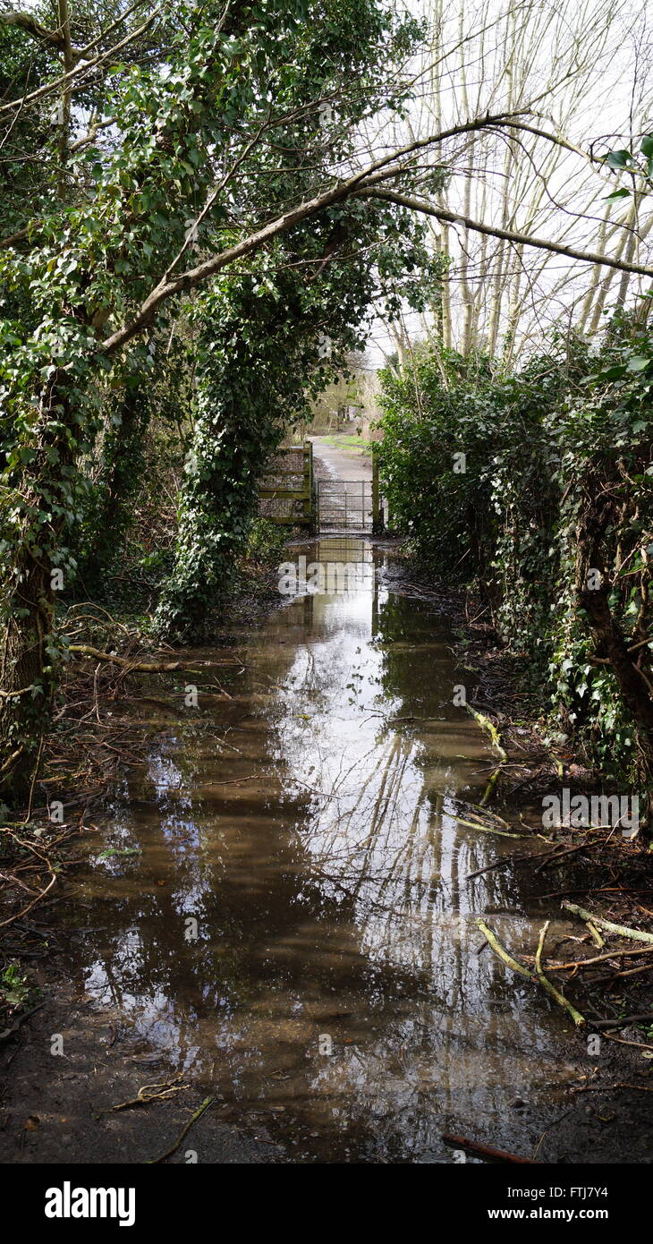 Flooded woodland footpath with sunlight reflections on the water ...