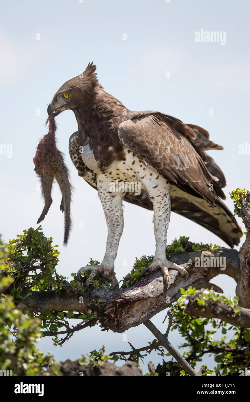 Martial Eagle (Polemaetus bellicosus, Hieraaetus bellicosus) eating ...