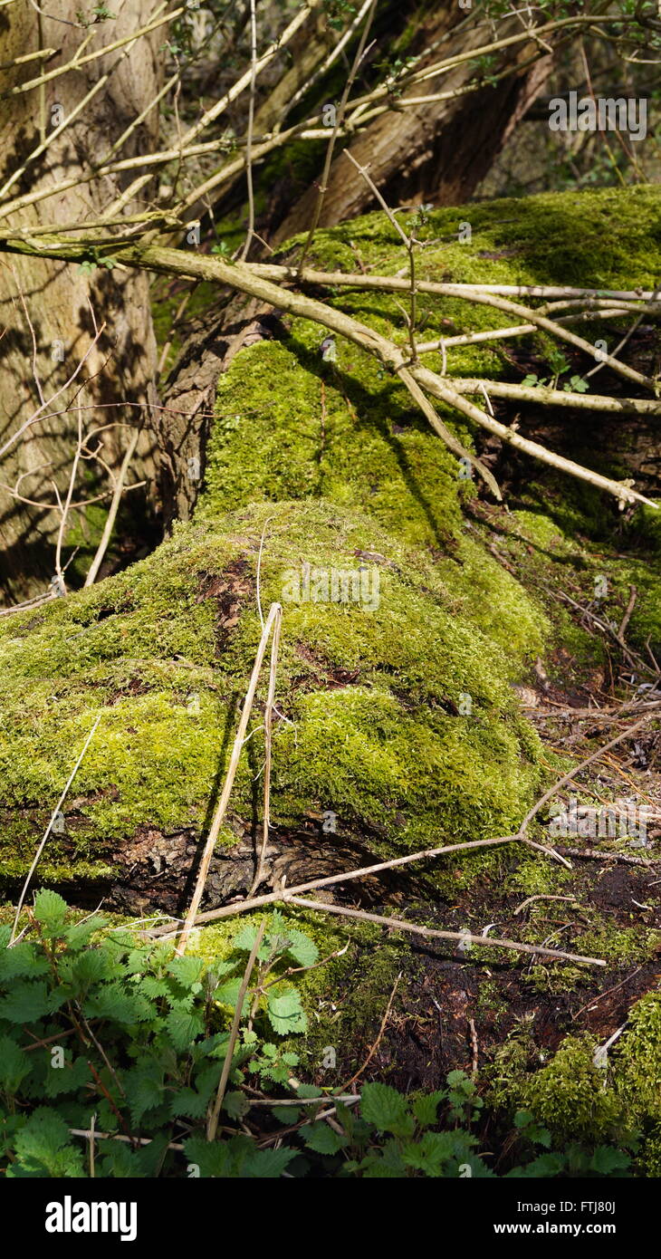 Moss growing over a tree stump in early spring sunlight with shadows of ...