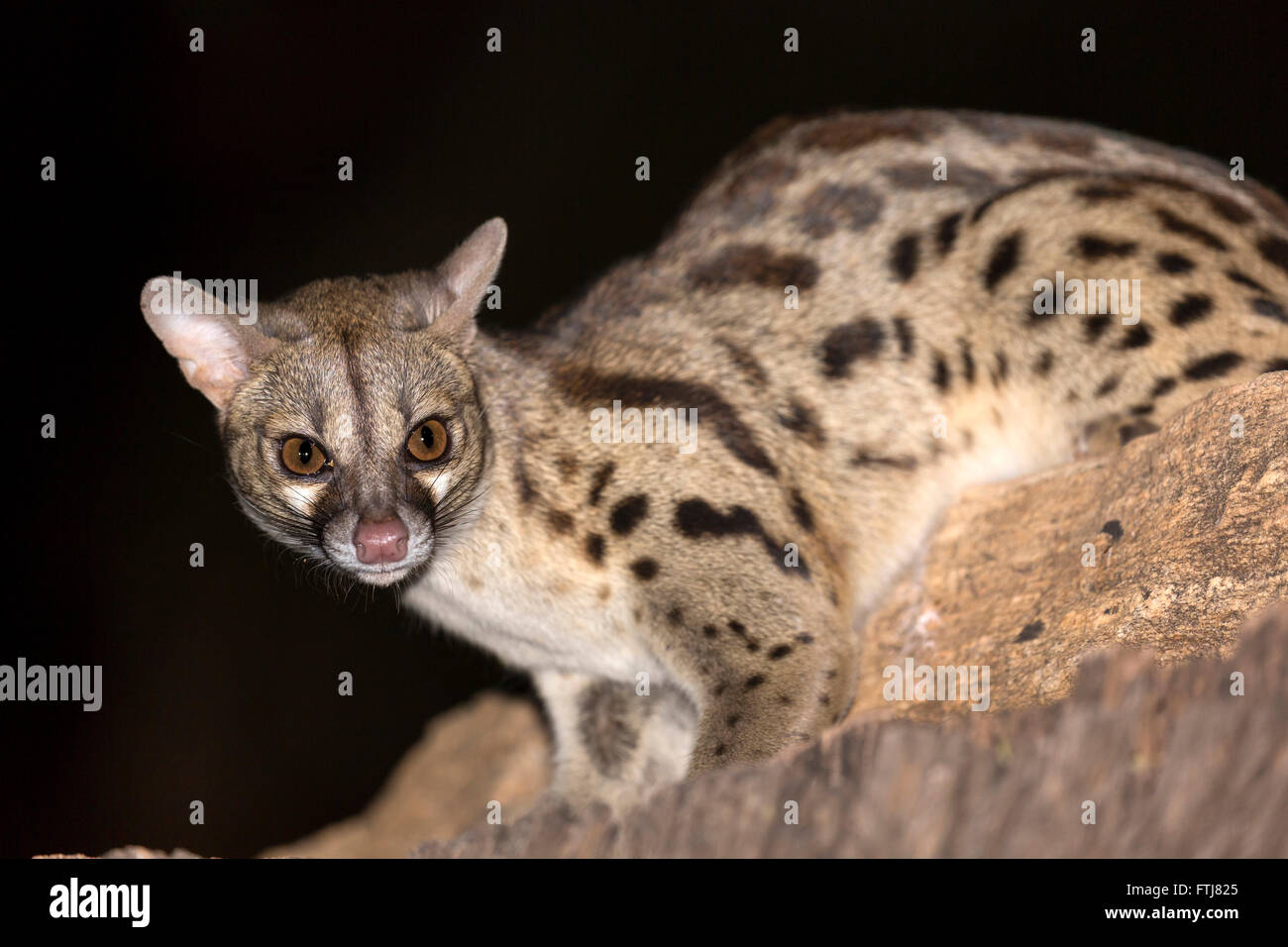 Large-spotted Genet (Genetta maculata). Adult at night. Samburu ...