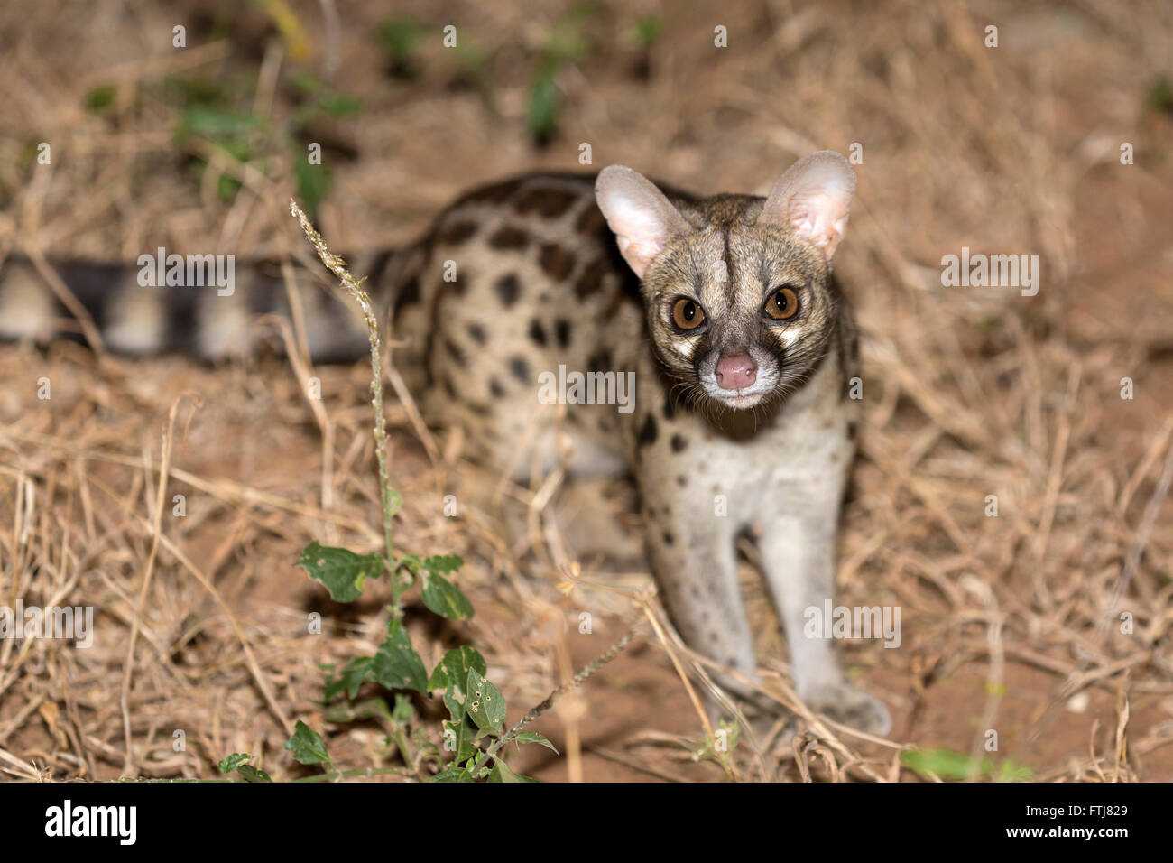 Large-spotted Genet (Genetta maculata). Adult at night. Samburu ...