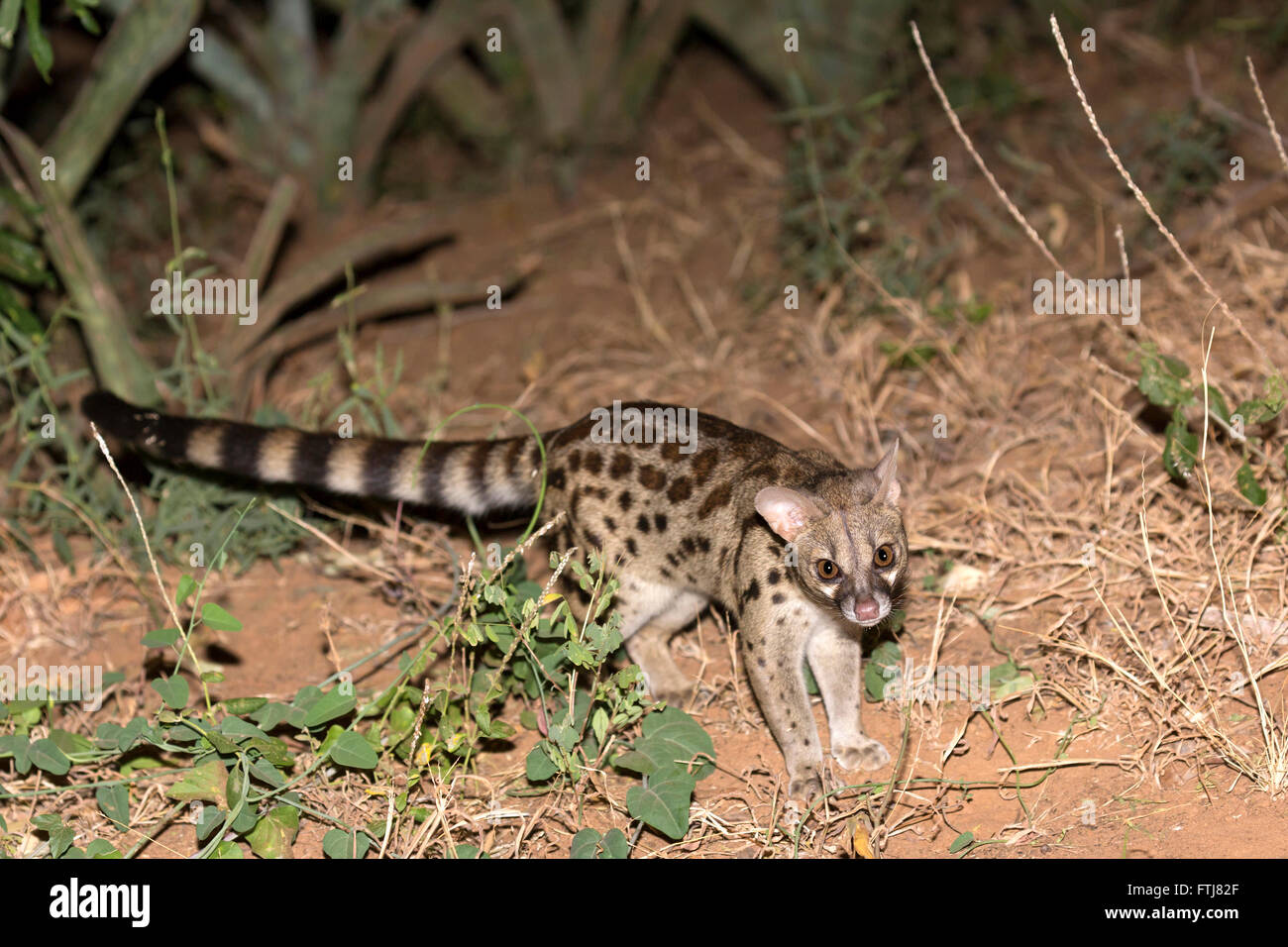 Large-spotted Genet (Genetta maculata). Adult at night. Samburu ...