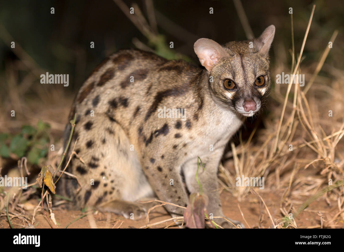 Large-spotted Genet (Genetta maculata). Adult at night. Samburu ...