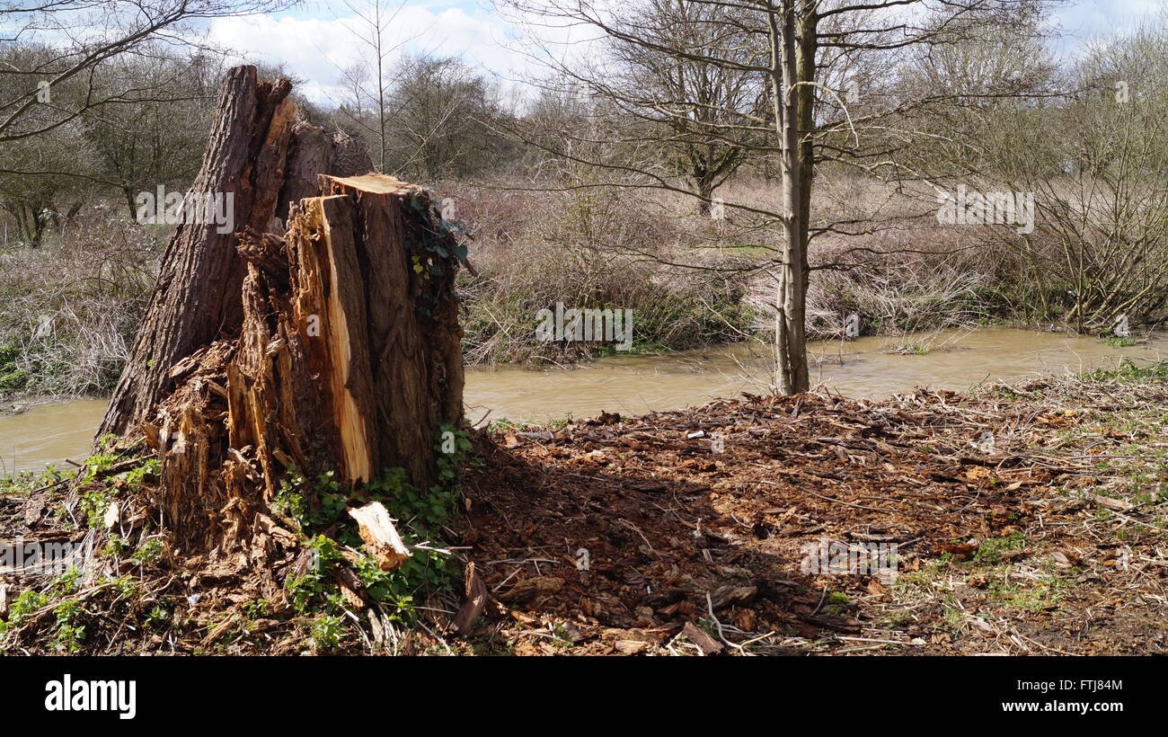 Deforestation cutting down trees and high river levels following recent ...