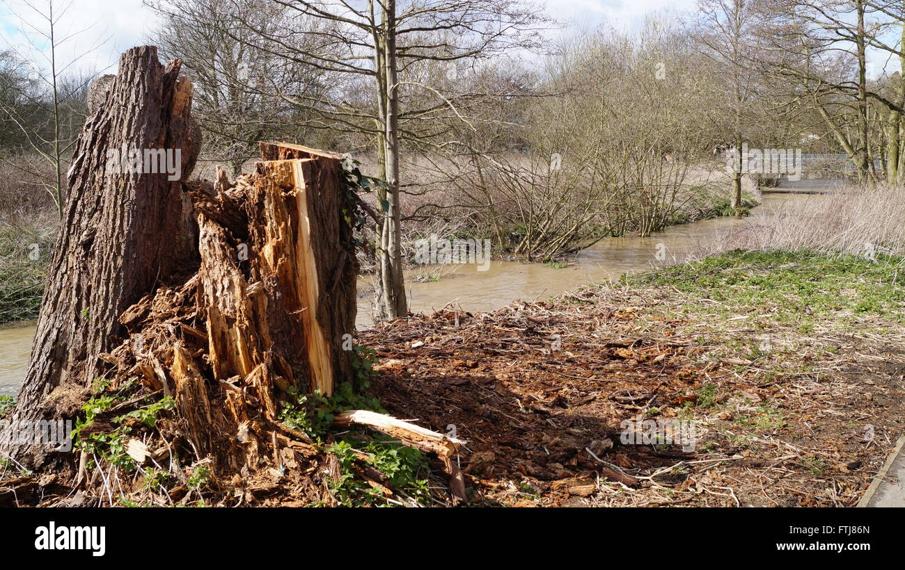 Deforestation cutting down trees and high river levels following recent ...