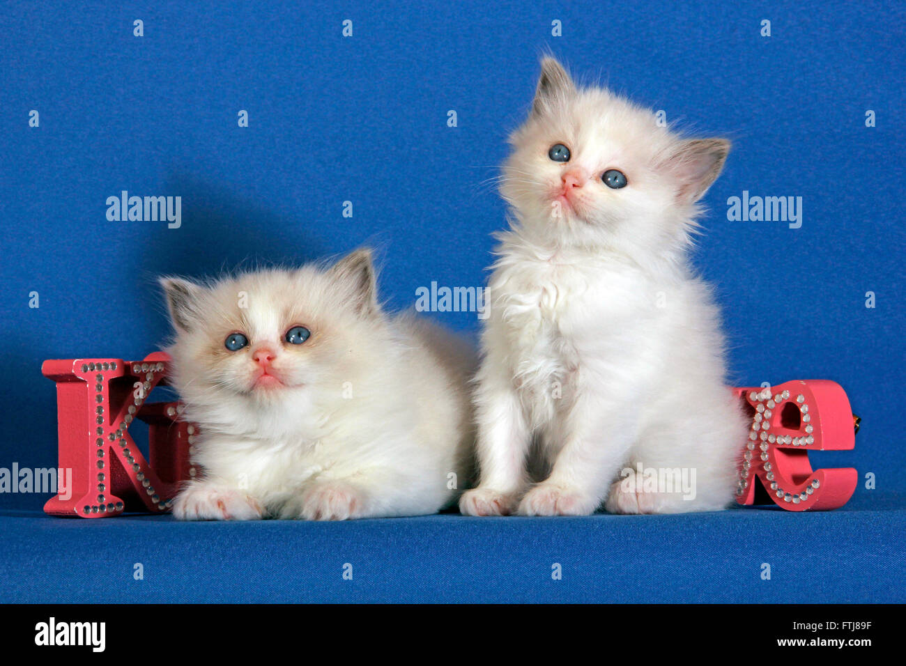 Ragdoll. Two kittens (5 weeks old) next to decorative letters. Spain ...
