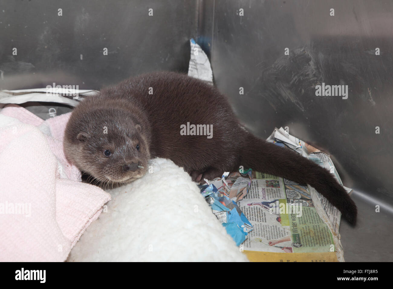 Orphaned European Otter cub in cage in wildlife hospital Stock Photo ...