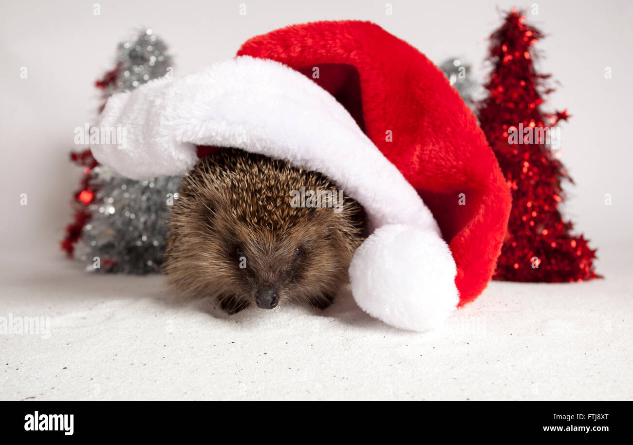 Animal wearing hat hi-res stock photography and images - Alamy