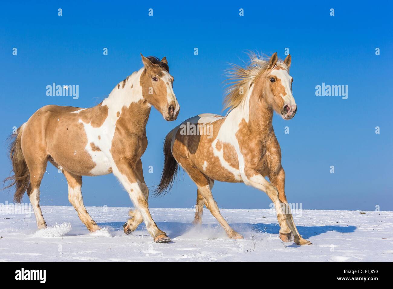 Golden palomino hi-res stock photography and images - Alamy