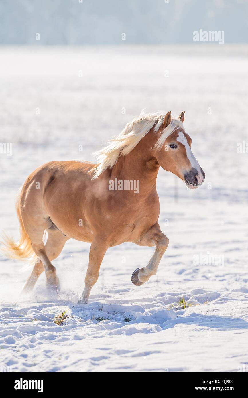 Haflinger Horse. Gelding trotting on a snowy pasture. Germany Stock ...