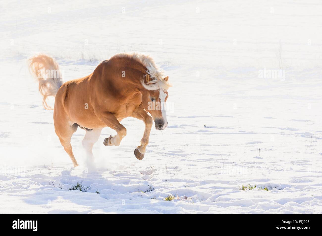 Haflinger Horse. Gelding bucking on a snowy pasture. Germany Stock ...