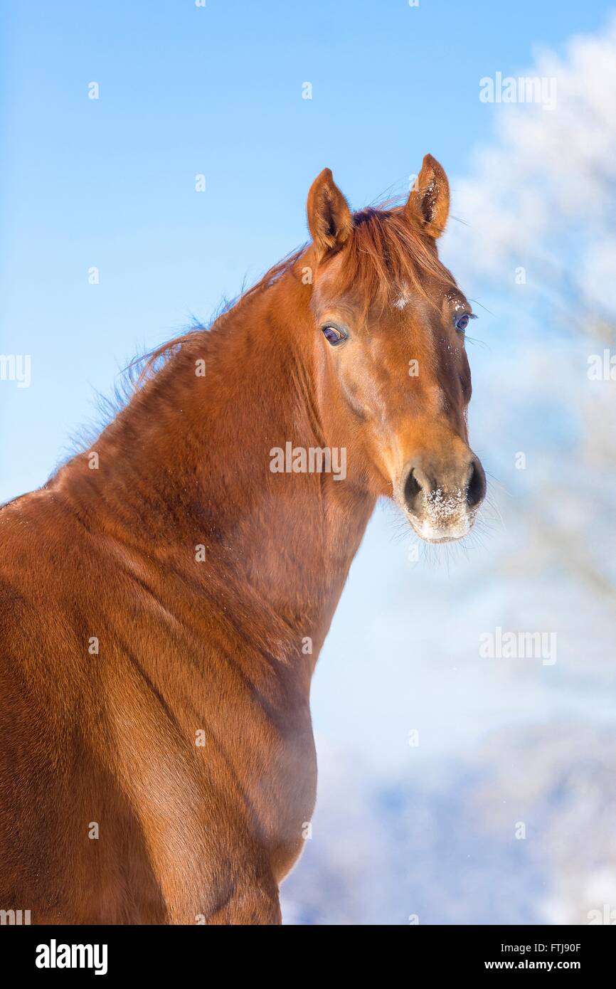 Hanoverian Horse. Portrait of chestnut gelding in winter. Germany Stock ...